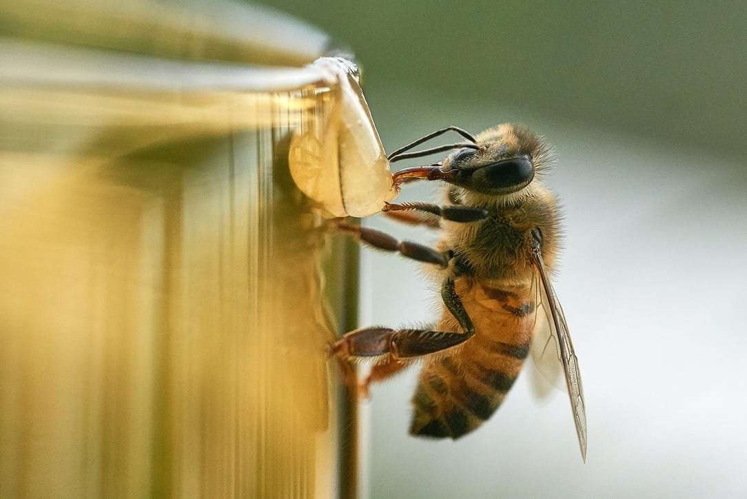 "Health-full" honey bees - Gentle Life Hacks